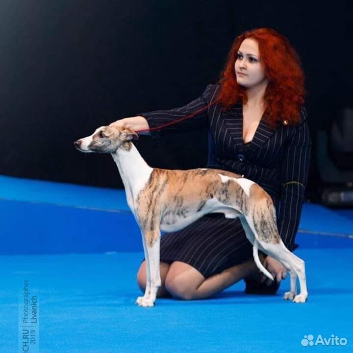 Уиппет Кобель. Вязка
