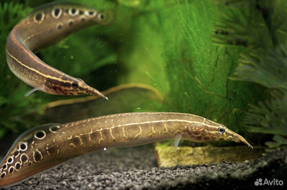 Макрагнатус