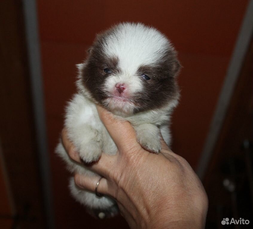 Шпиц померанка мини размера Фифа