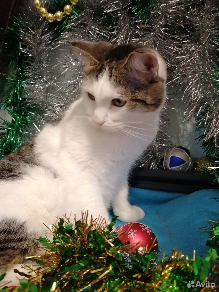 Котик Линус