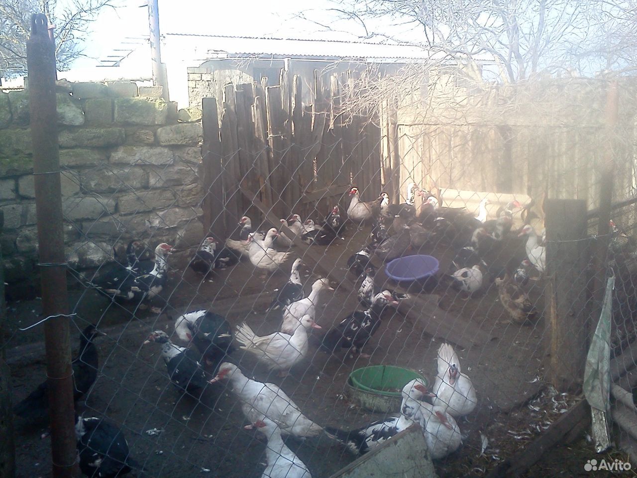 Домашние утки