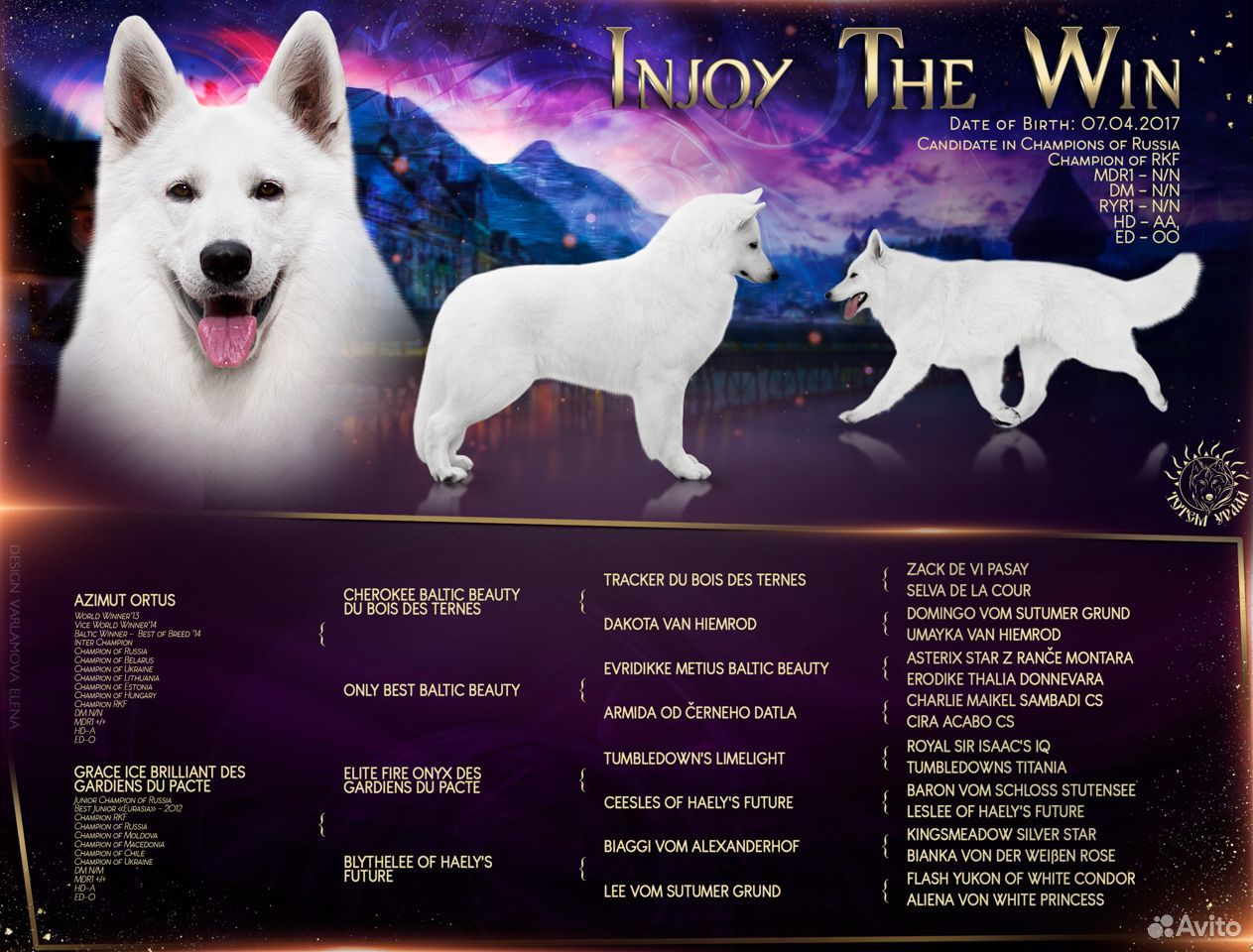 Кобель Белой швейцарской овчарки (бшо) для вязки