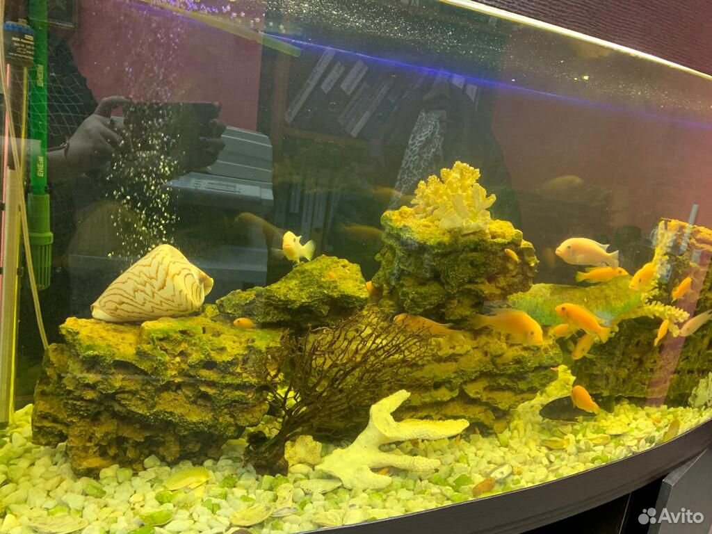 Аквариум с преданным