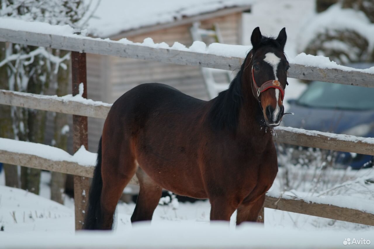 Лошадь в аренду