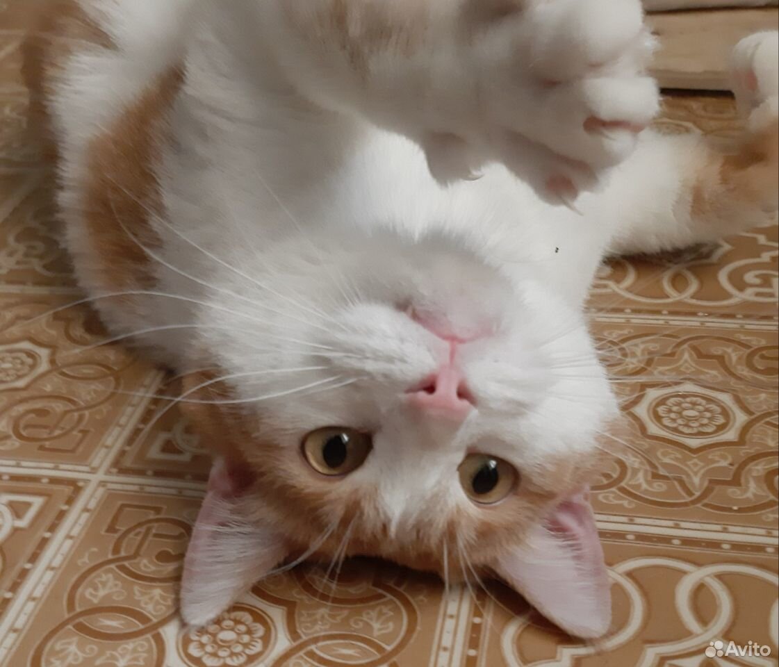 Ищу дом и заботливые руки