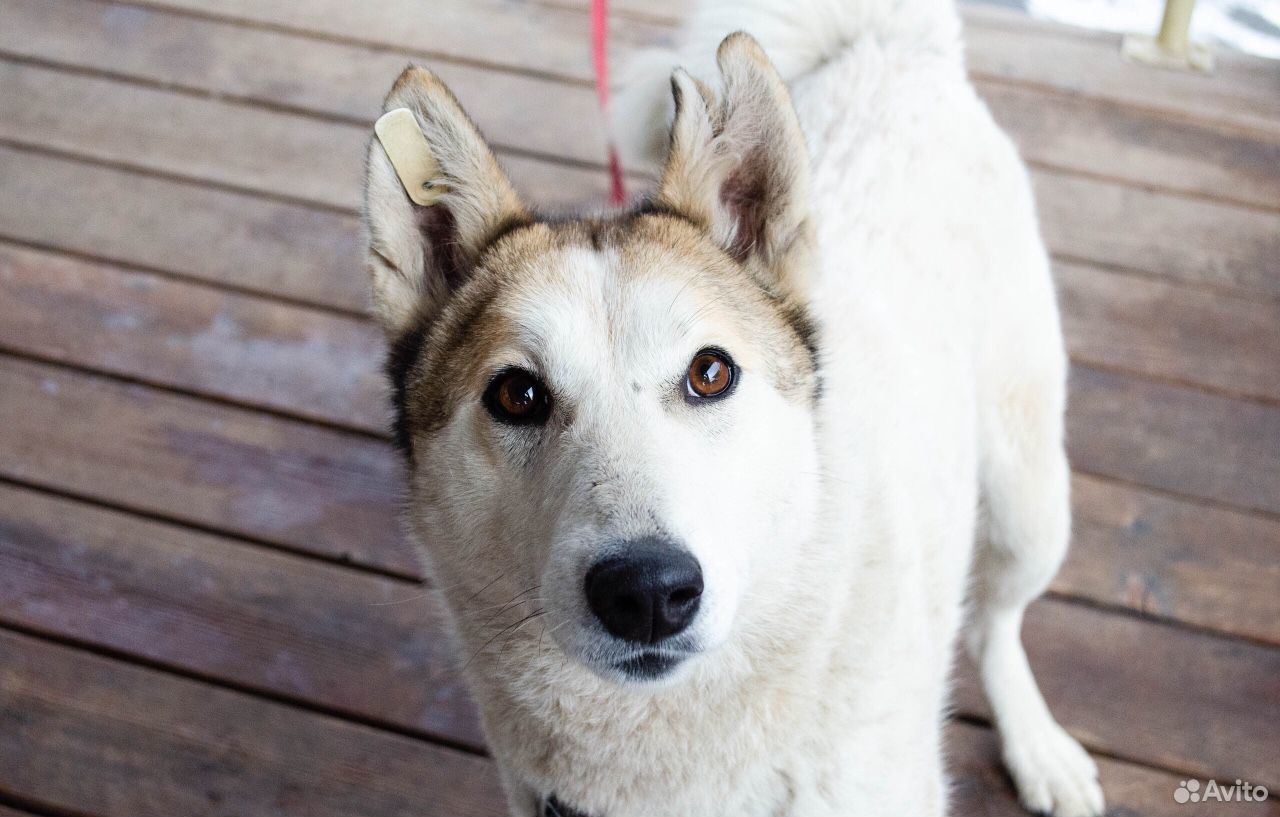 Собака в добрые руки