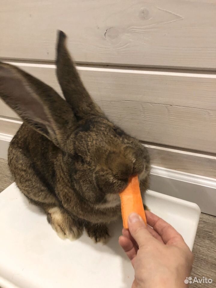 Продаю молодых кроликов