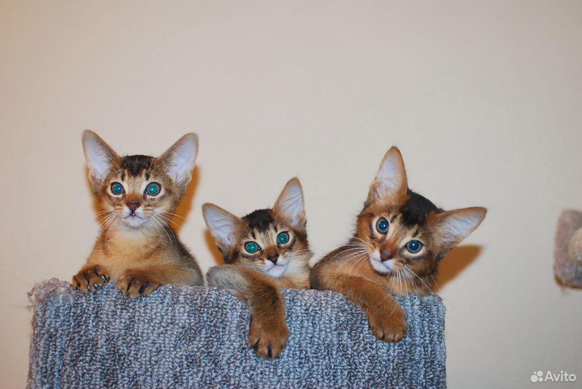 Абиссинская и Сомали