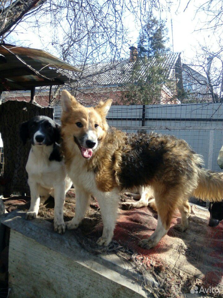 Собака, плюшевый Бос
