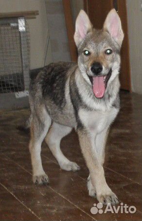 Щенки чехословацкого влчака