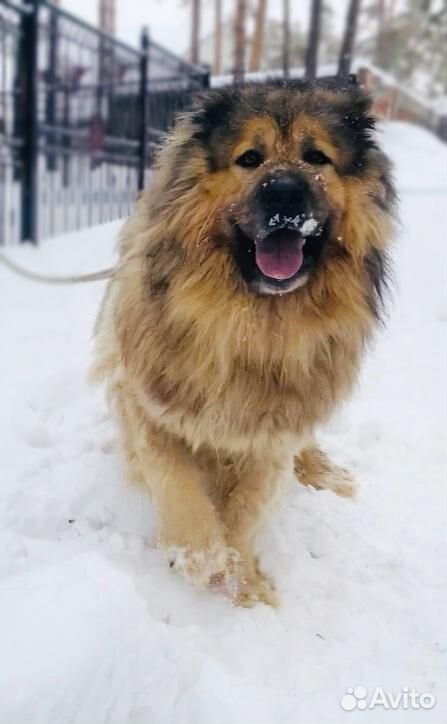 Кавказская овчарка