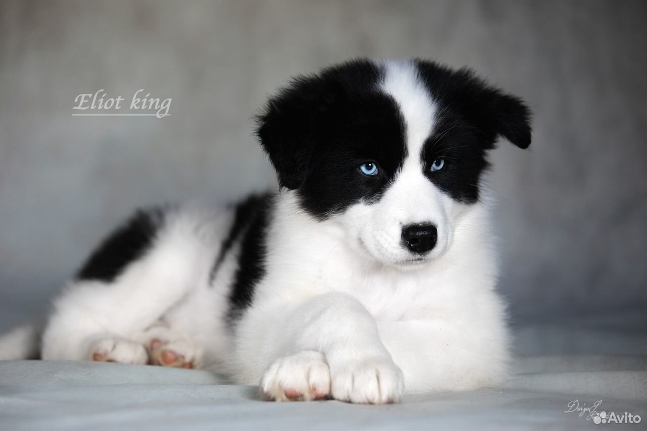 Мальчик якутской лайки