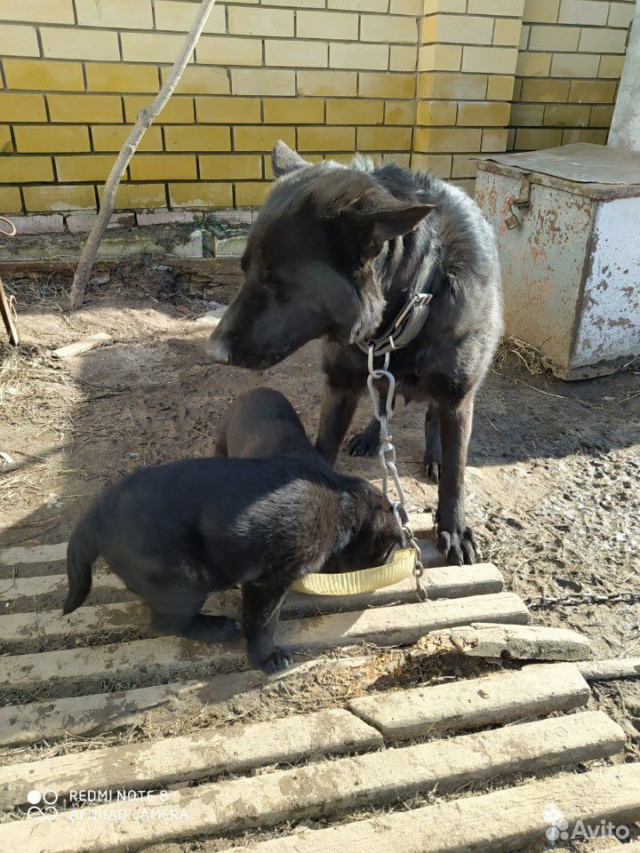 Отдам в хорошие добрые руки щенков от дворянина и