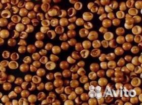 Яйца (цисты) артемии