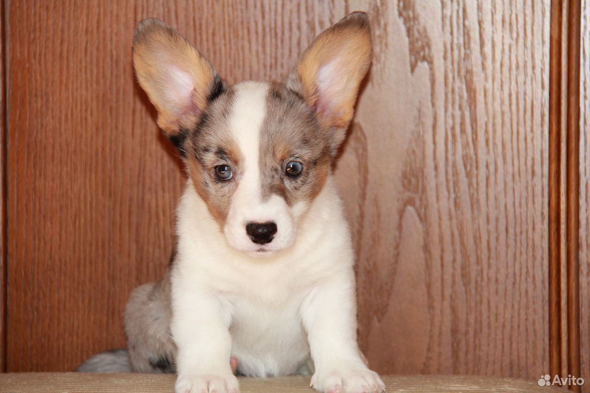 Красивые девочки блю- мерль