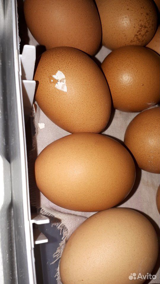 Утка индийский бегунок, гусь