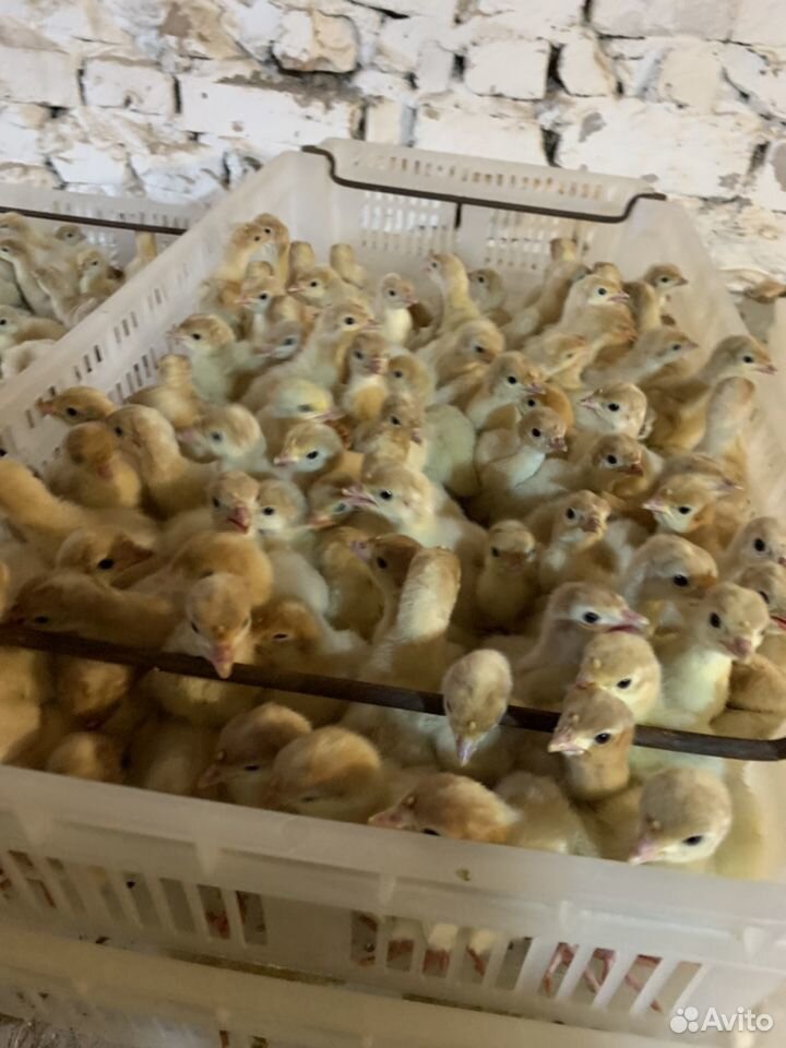 Индюшата суточные Биг6(опт и розница)