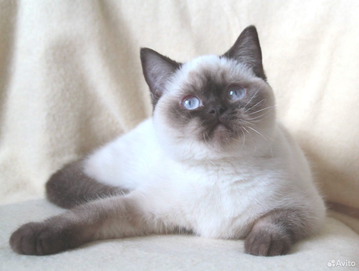 Британская милашка