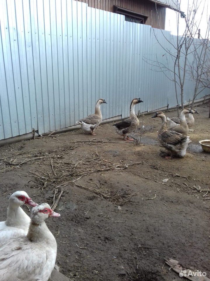 Яйцо,гусиное