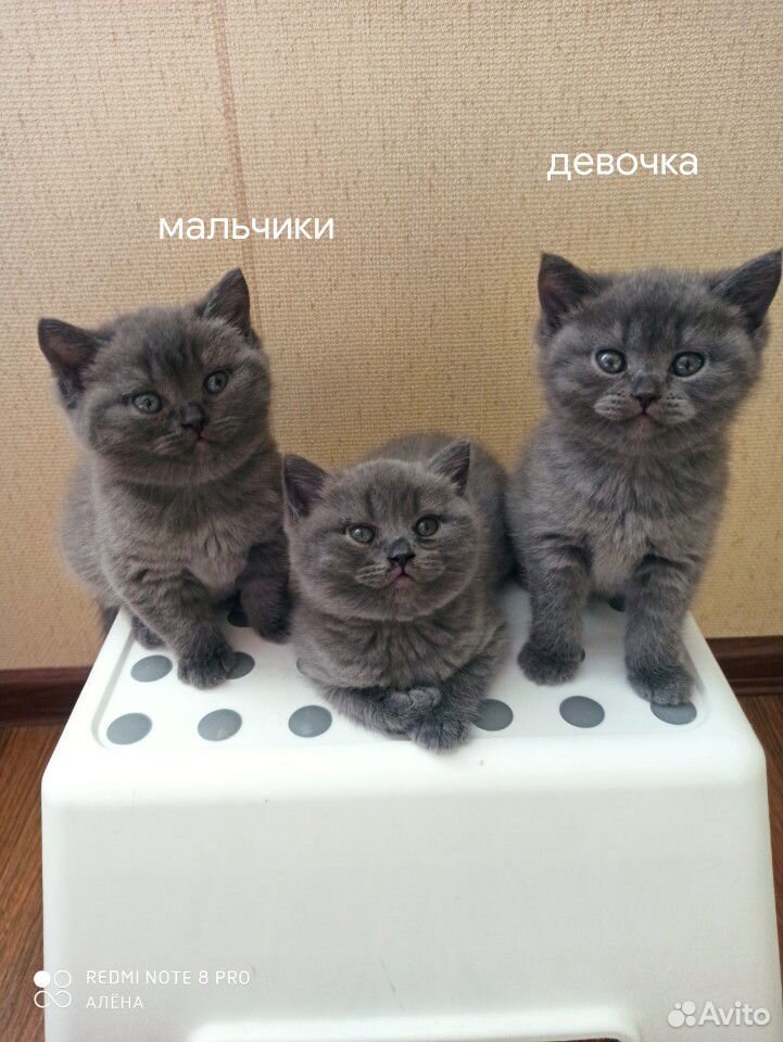 Британцы