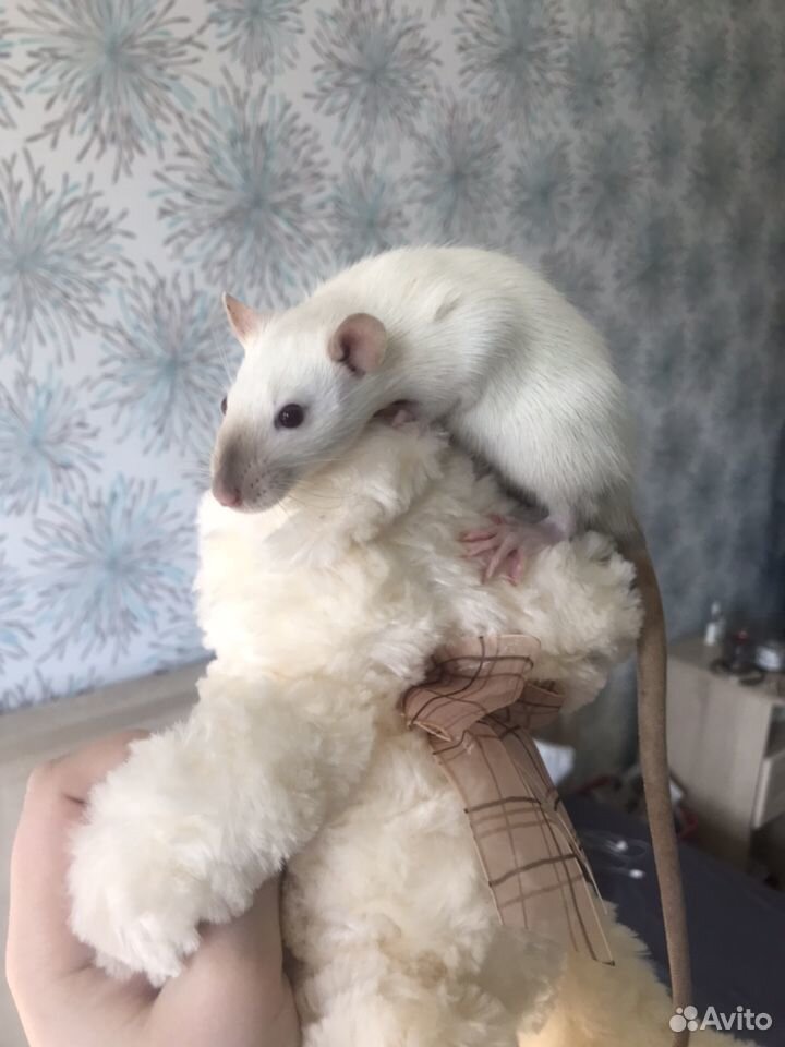 Крысы