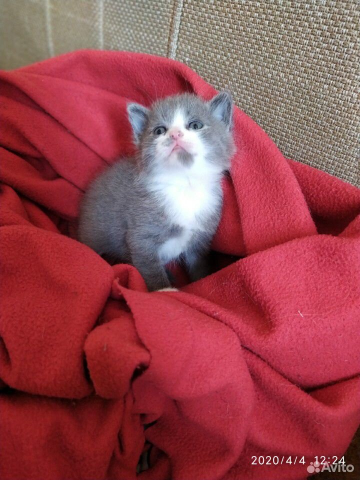 Вислоухие котята