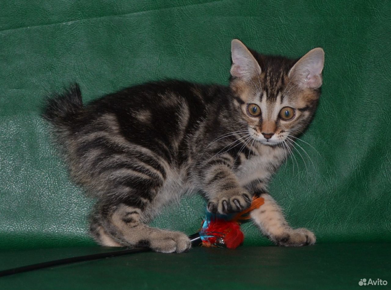 Котята курильского бобтейла с документами