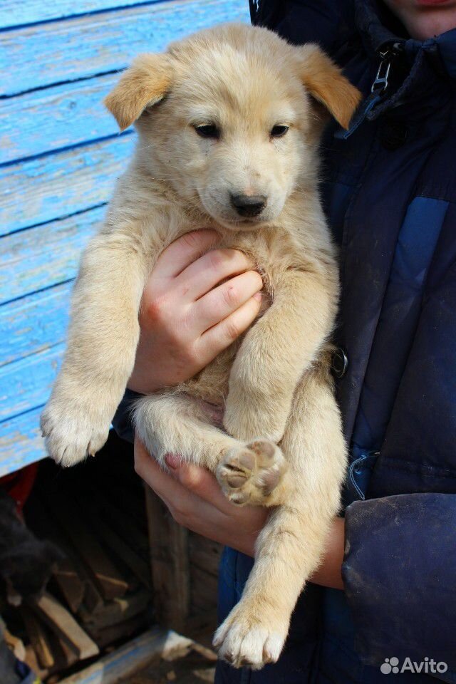 Щенок, мальчик Снежок, 1 месяц