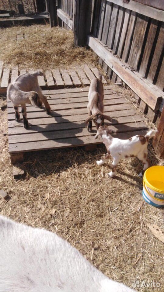 Продам козла и маленький козлят