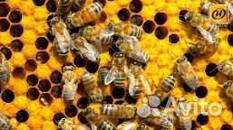 Продам пчёл