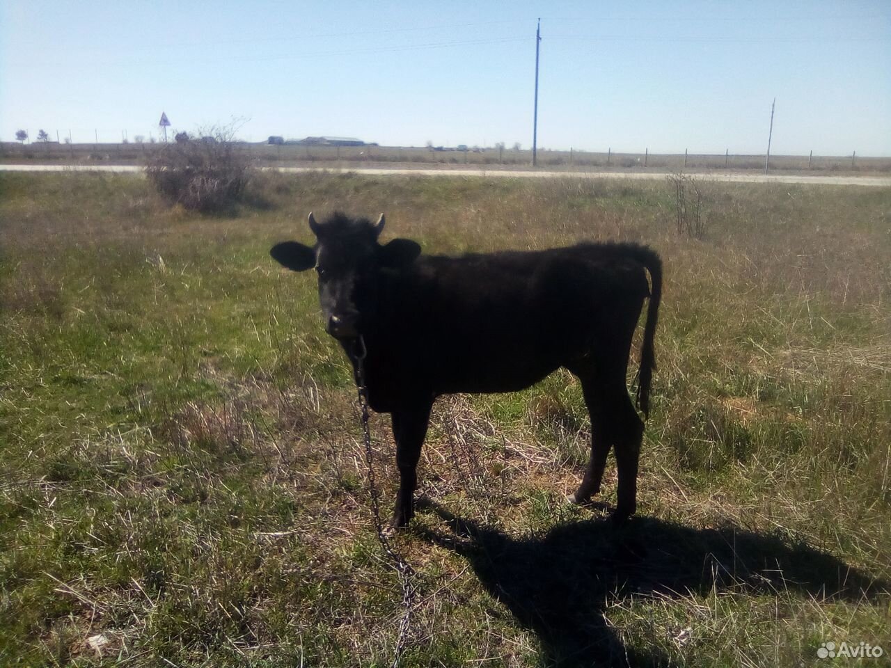 Бычок и телочка