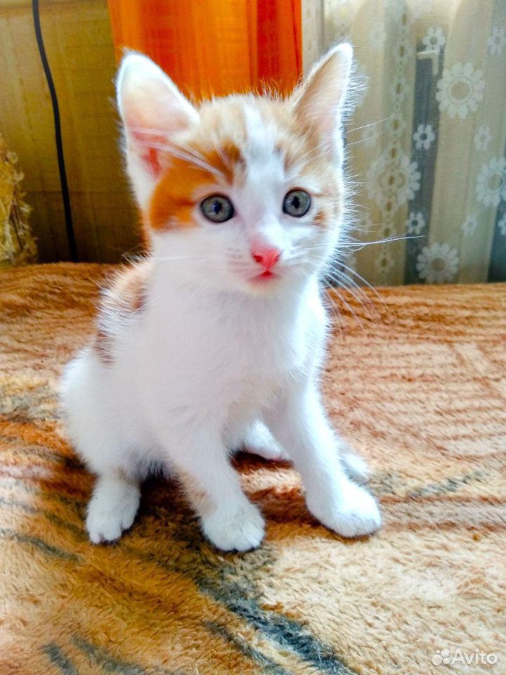 Кошачье счастье в ваш дом