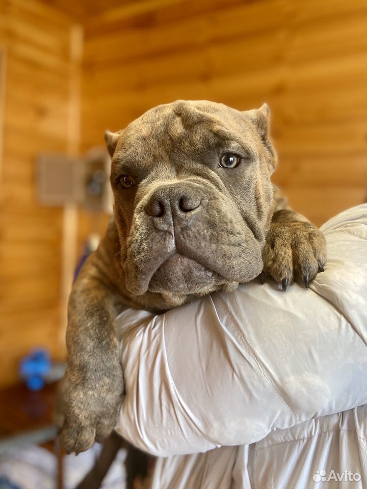 Мальчик Американский булли