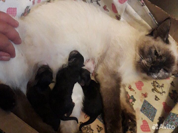 Котята.недавно родились.Мама добродушшая сиамка, о