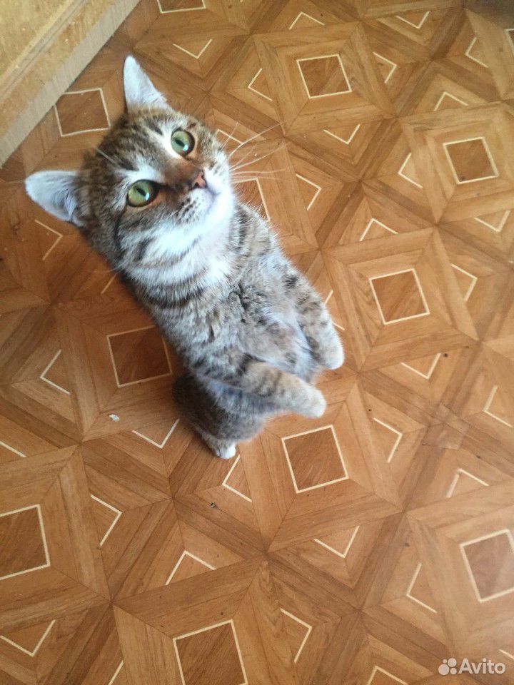 Котенок подросток, мальчик