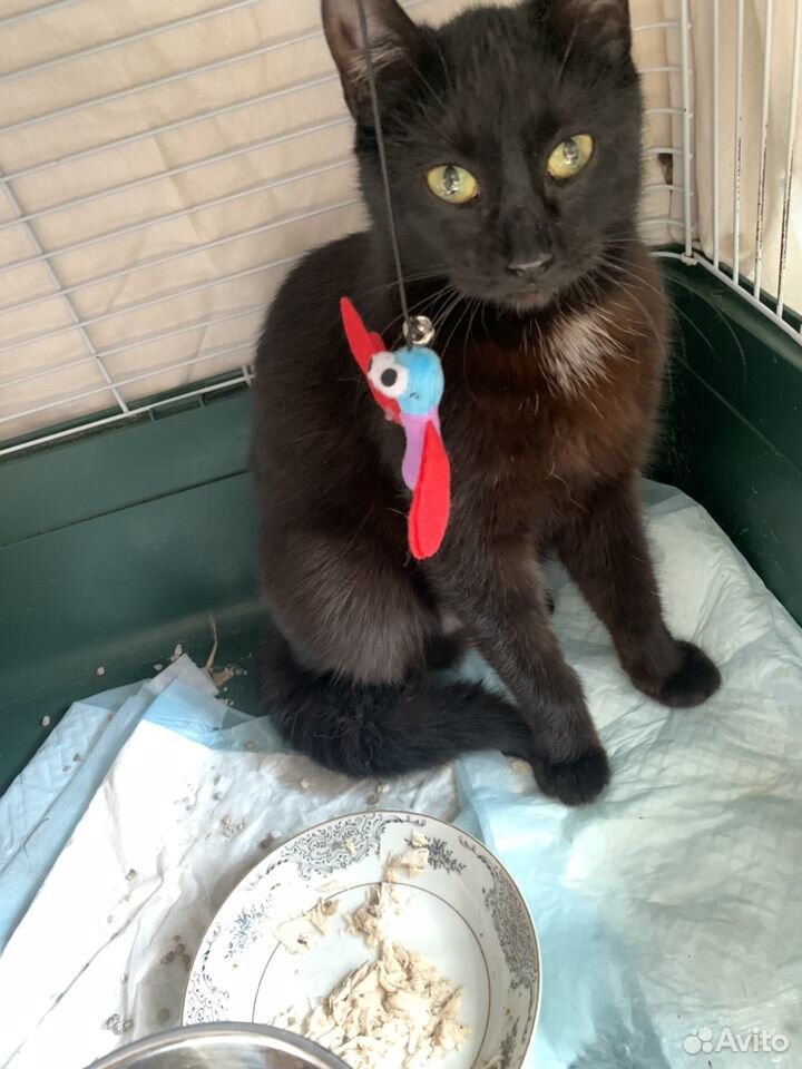 Кошка
