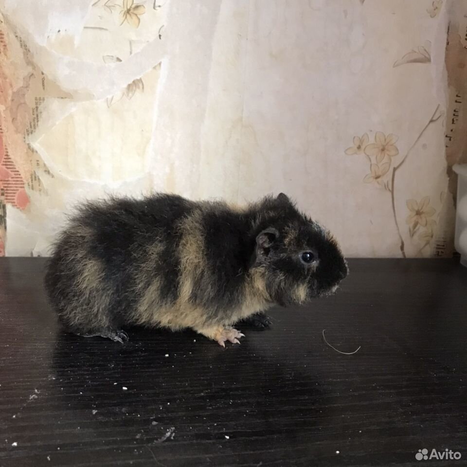 Морские свинки
