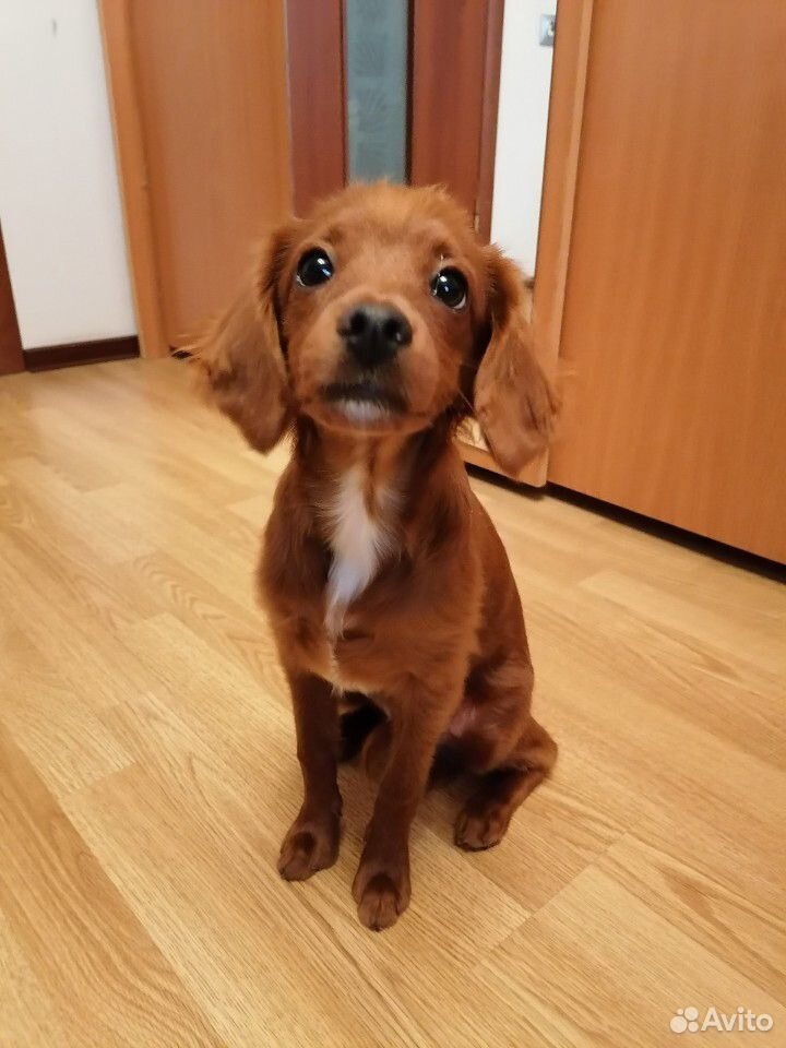 Щенок 5 месяцев смесь кавалер кинг Чарльза спаниел