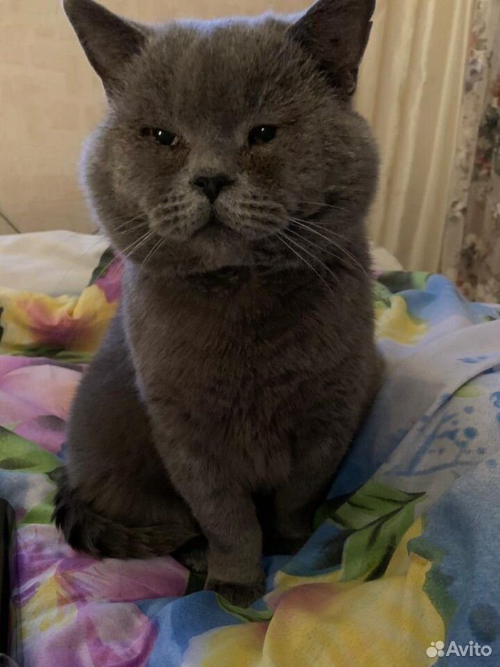 Британец в добрые руки