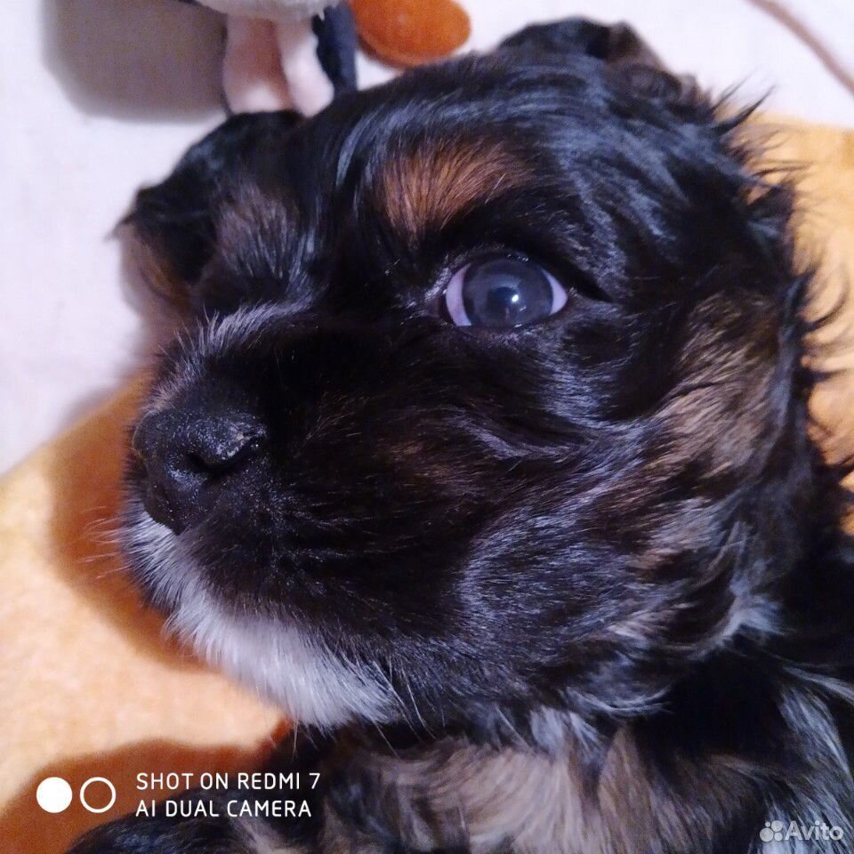 Американский кокер спаниель