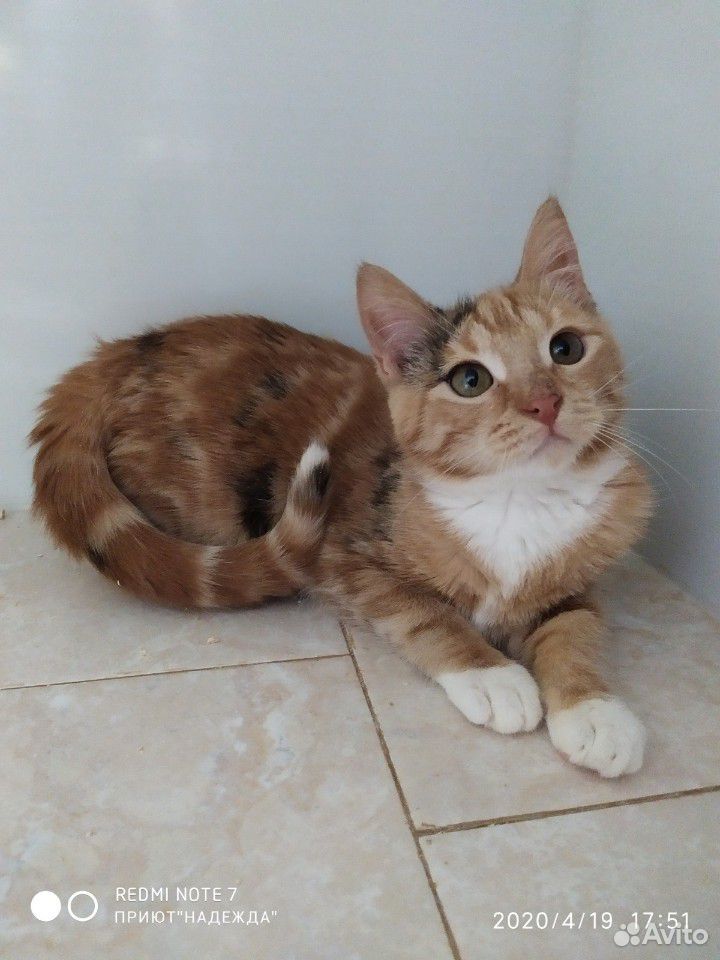 Кошка Милка 3.5-4 мес