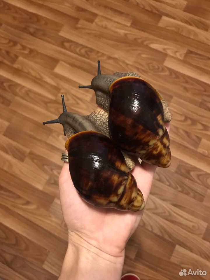 Улитка Архахатина Маргината Маргината