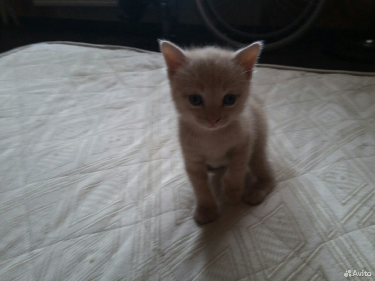 Котята