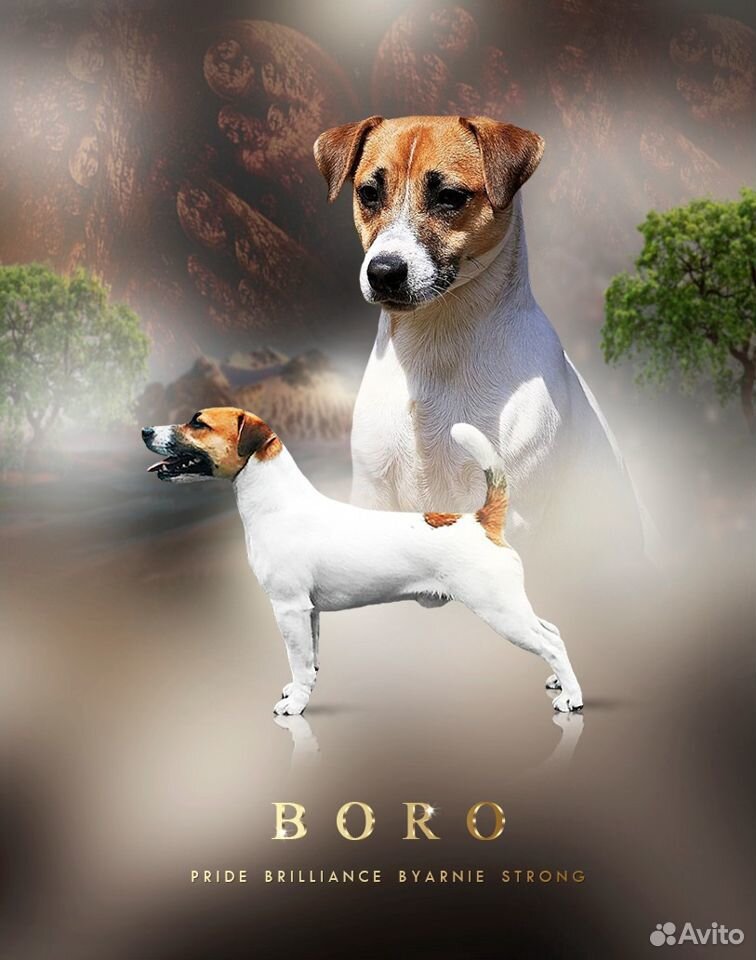 Кобель для вязки Джек Рассел терьер