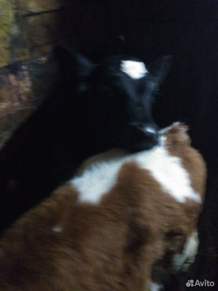 Тёлочка голштинка