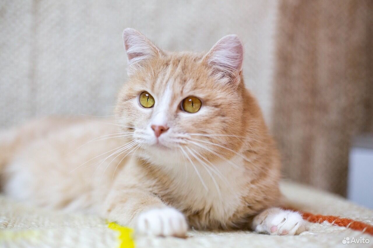 Кошка
