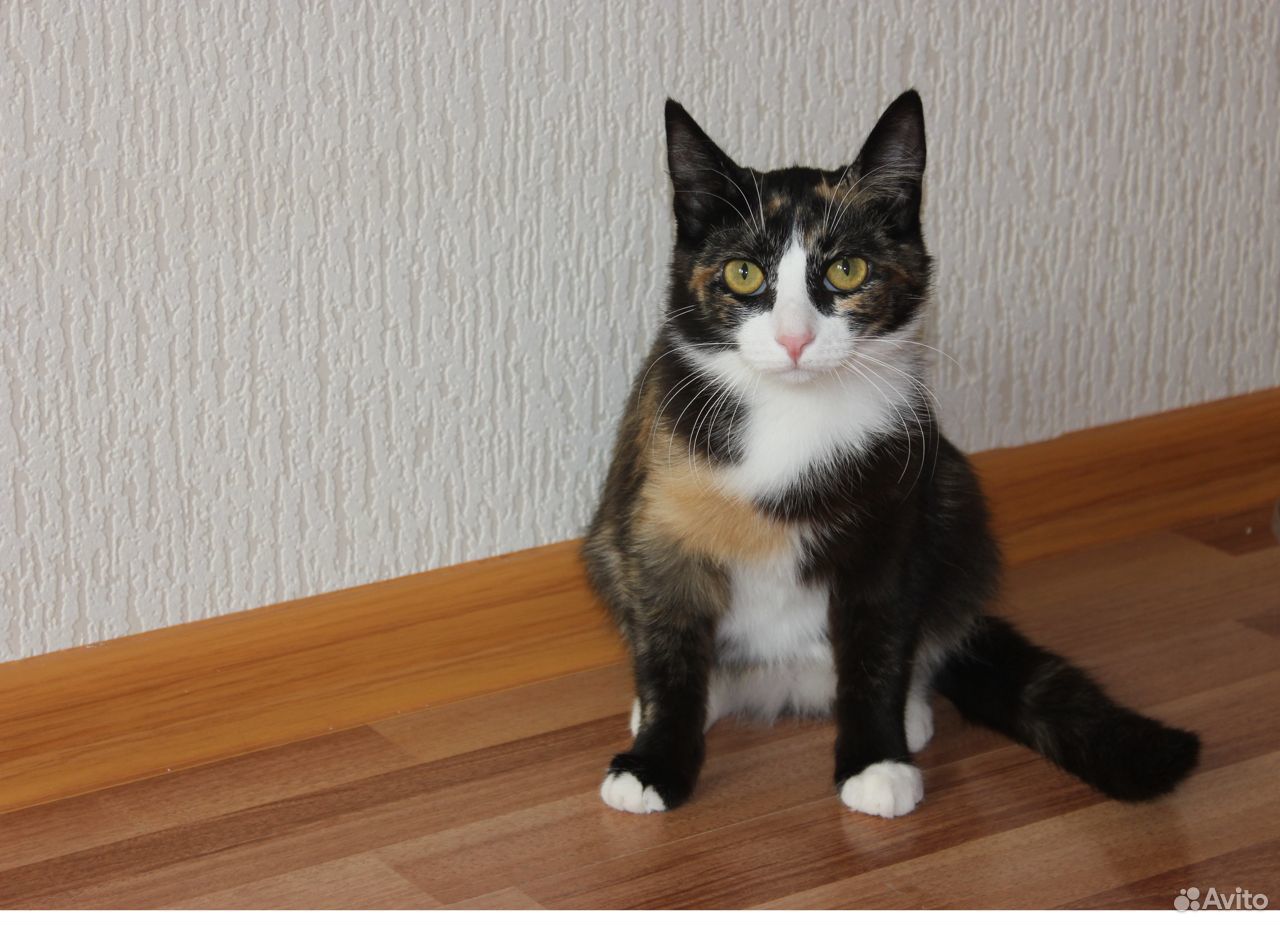 Мася приглашает в гости будущих хозяев