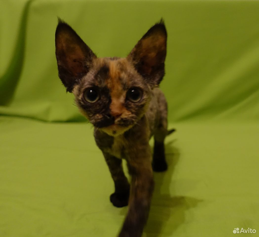 Девочка Феличита