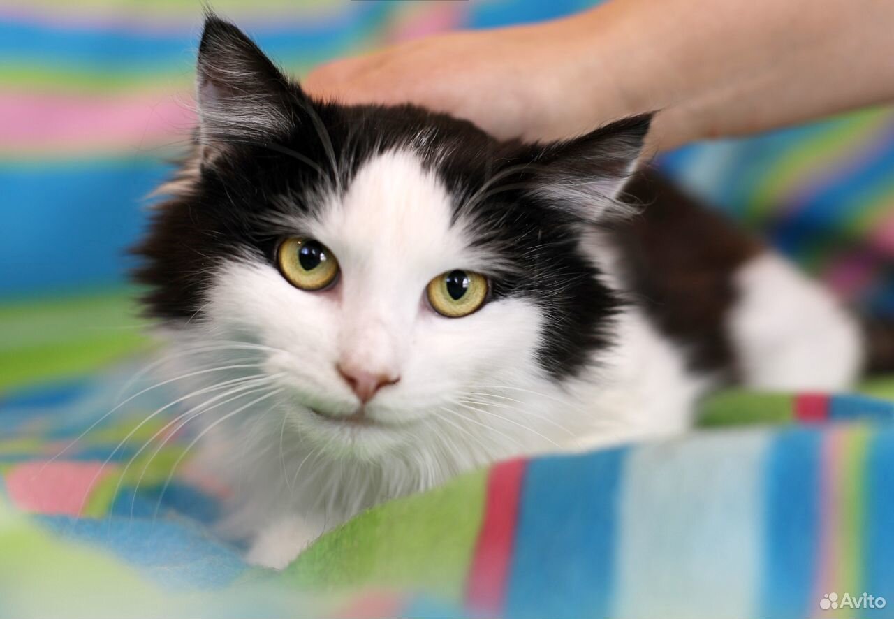 Барс. Пушистый маленький глазастик ищет дом