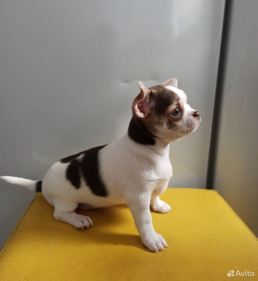 Щенки Чихуахуа породистые